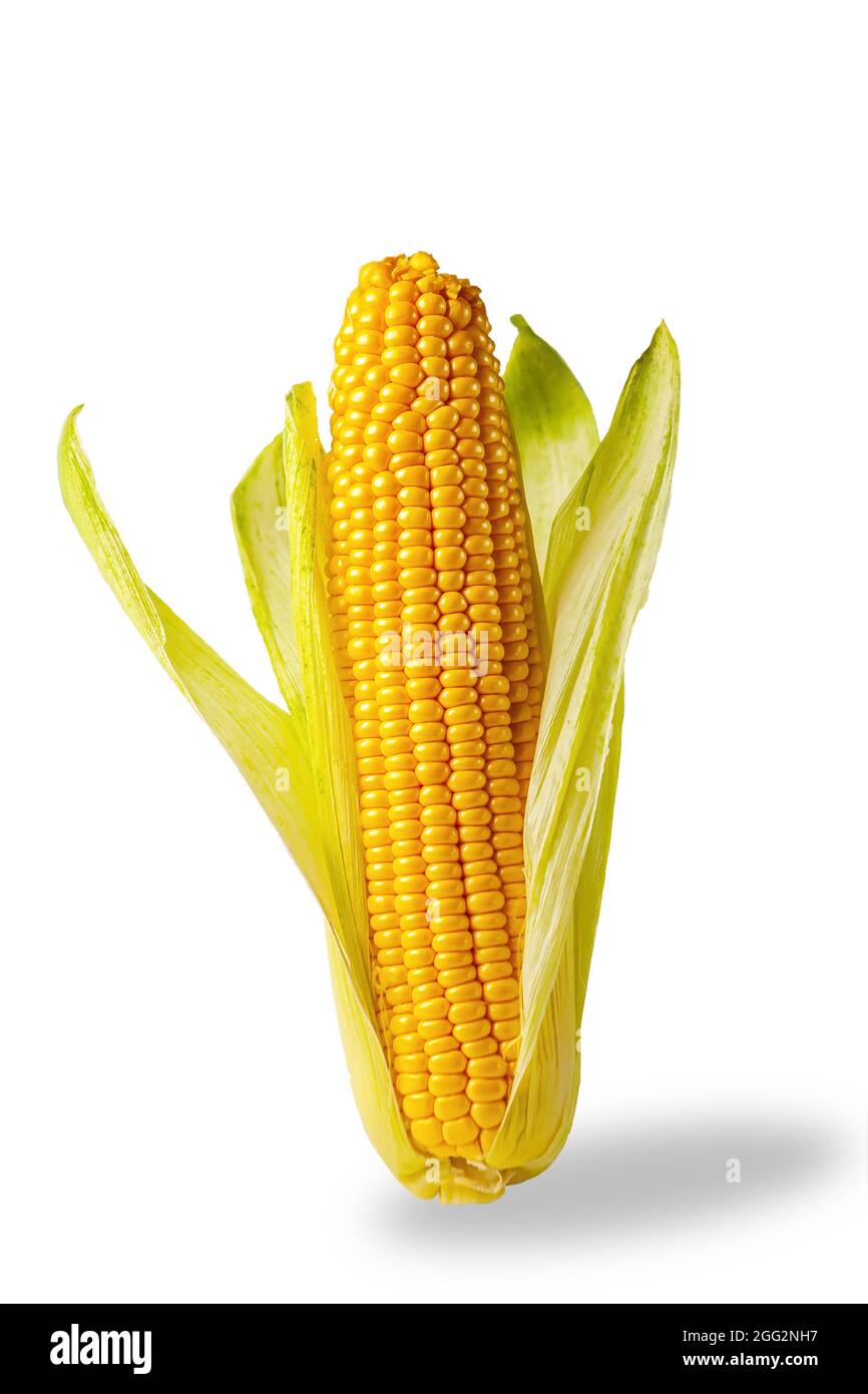 Fresh corn on the cob. Ear of corn isolated on white background Stock ...