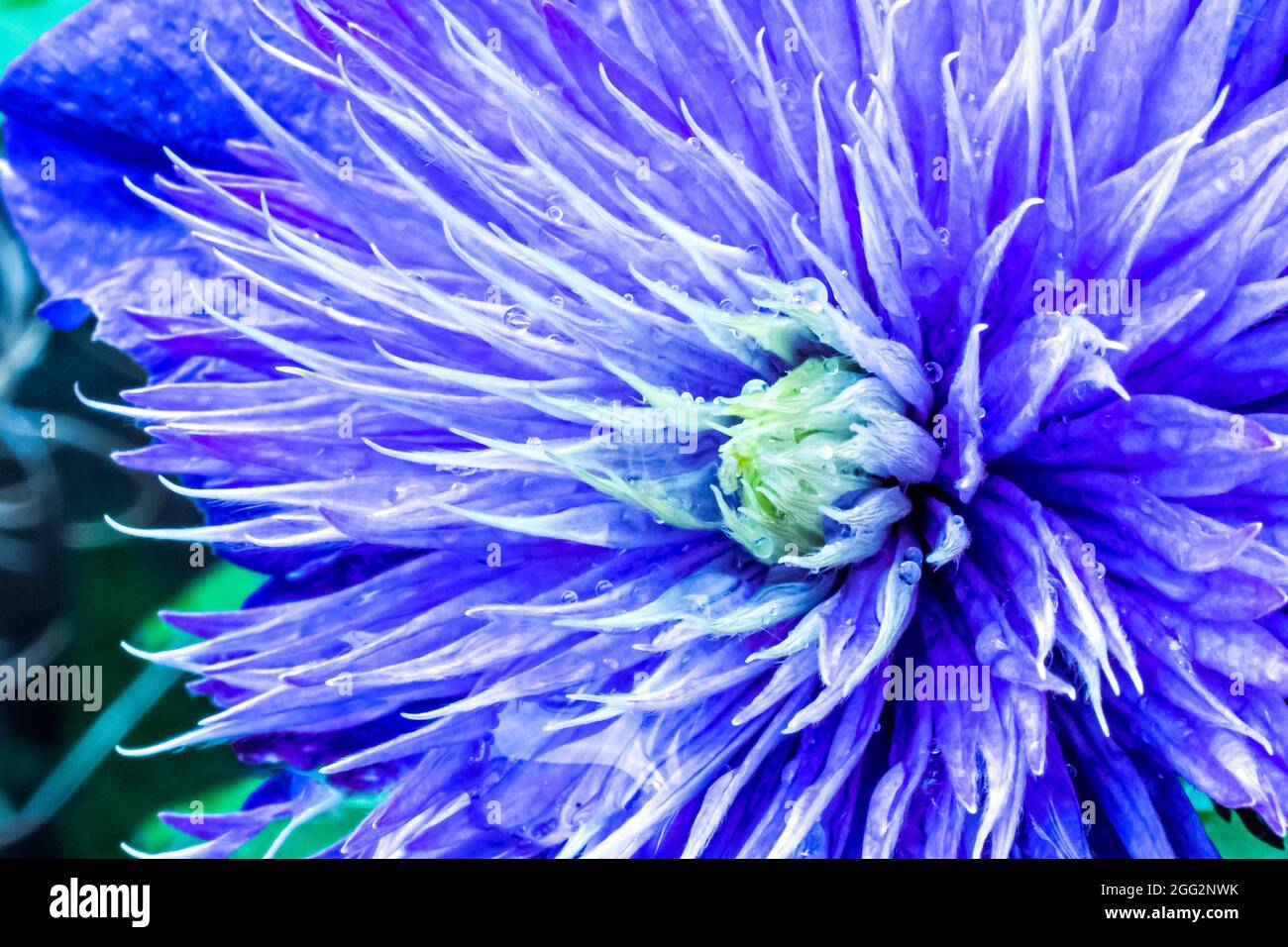 Clematis multi blue hi-res stock photography and images - Alamy
