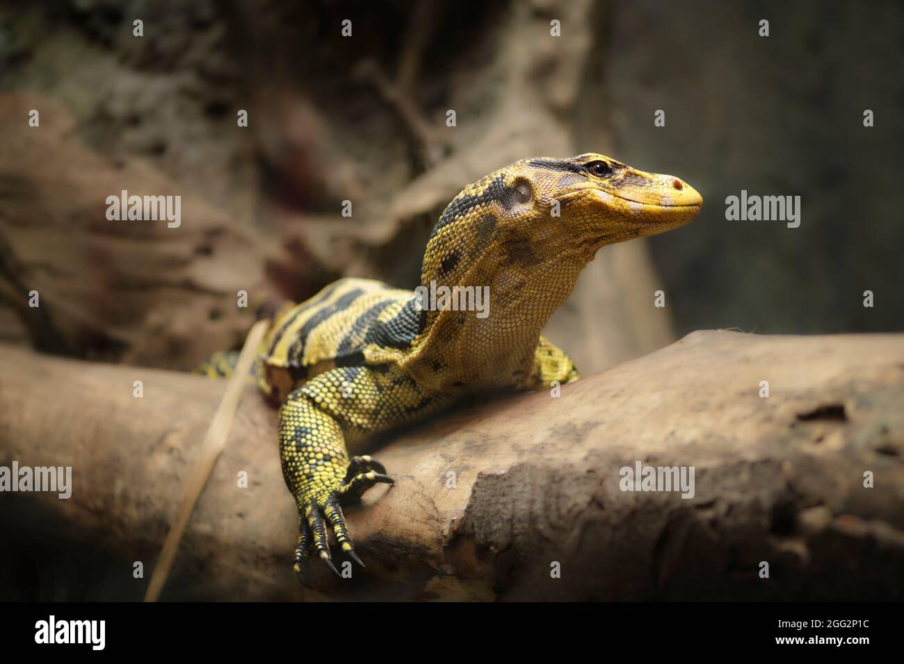 Close-up of Yellow-headed water monitor aks Cuming's water monitor or ...