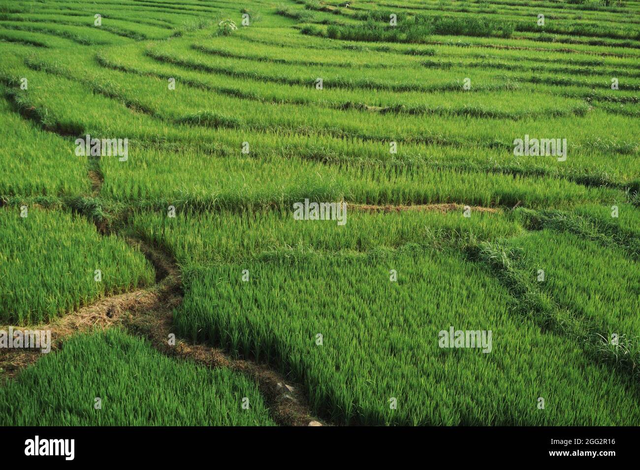 Beautiful landscape of a green harvesting field with soil pathways ...