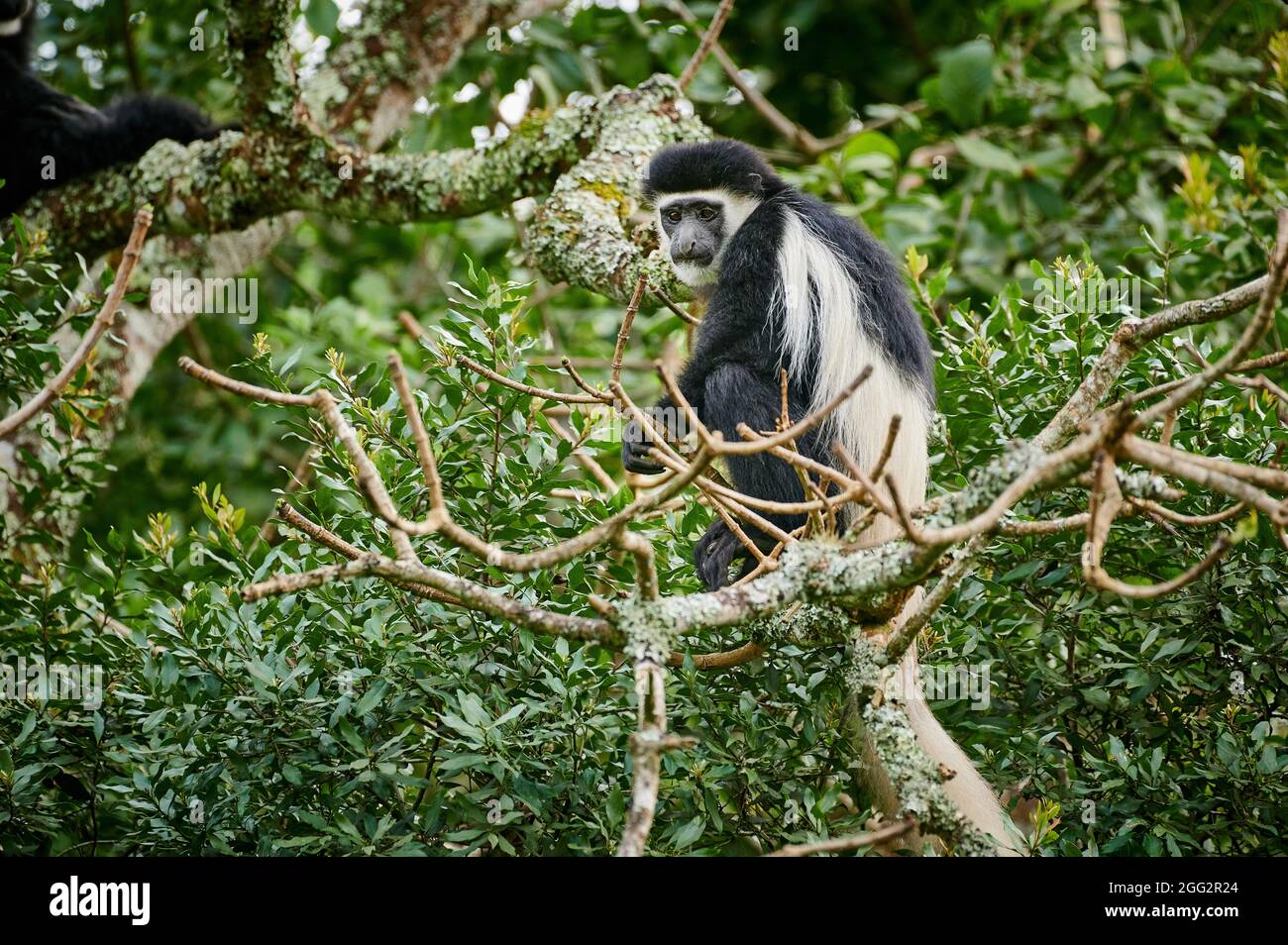 mantled guereza (Colobus guereza), also known simply as the guereza ...
