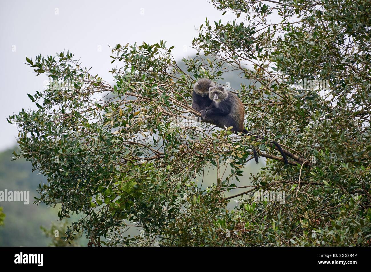 Sleeping monkey on a tree hi-res stock photography and images - Alamy
