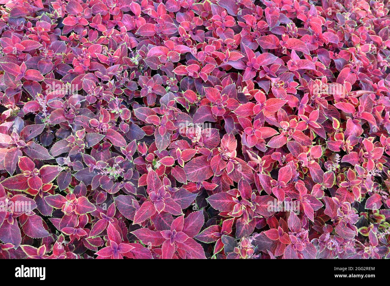 Coleus red velvet hi-res stock photography and images - Alamy