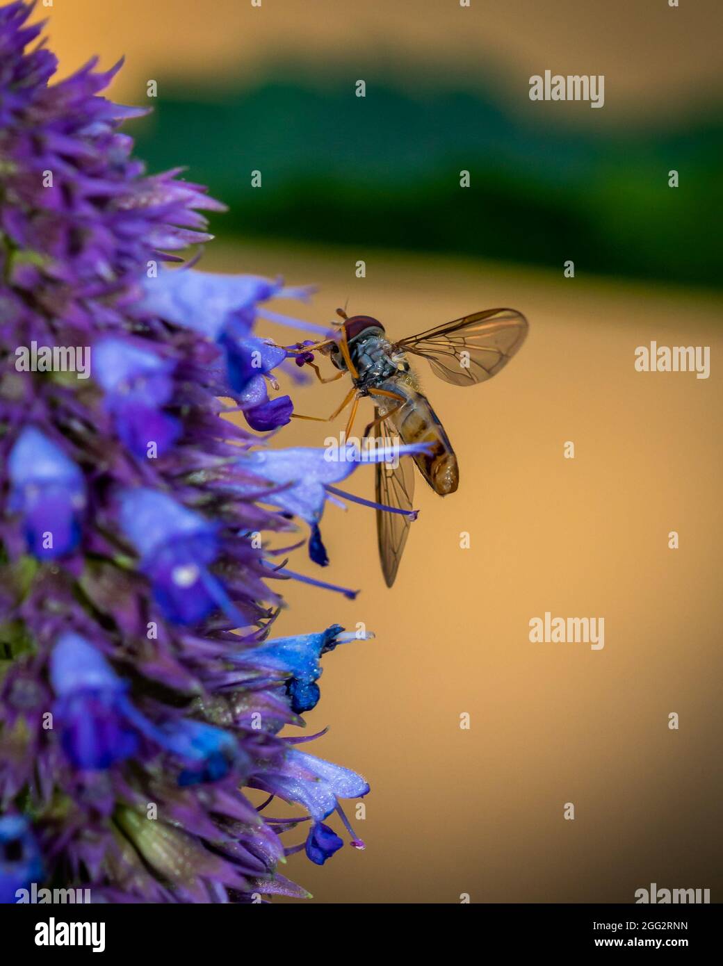 Insect collecting hi-res stock photography and images - Alamy