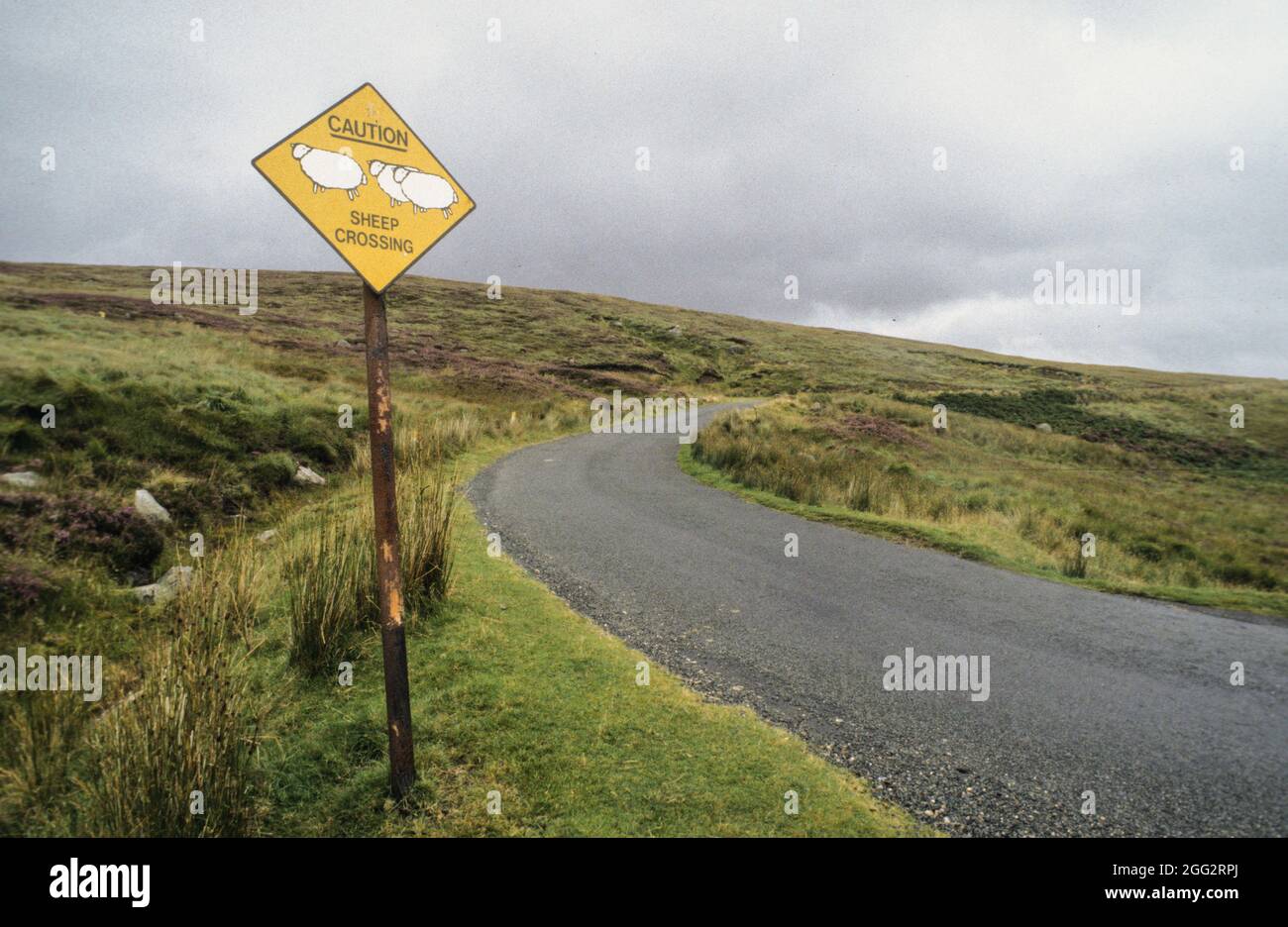 Beware sheep crossing: traffic sign on a road in the Wicklow Mountains ...