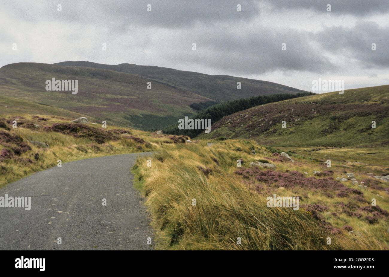 The windswept slopes of the Wicklow Mountains glowing in the colours of ...