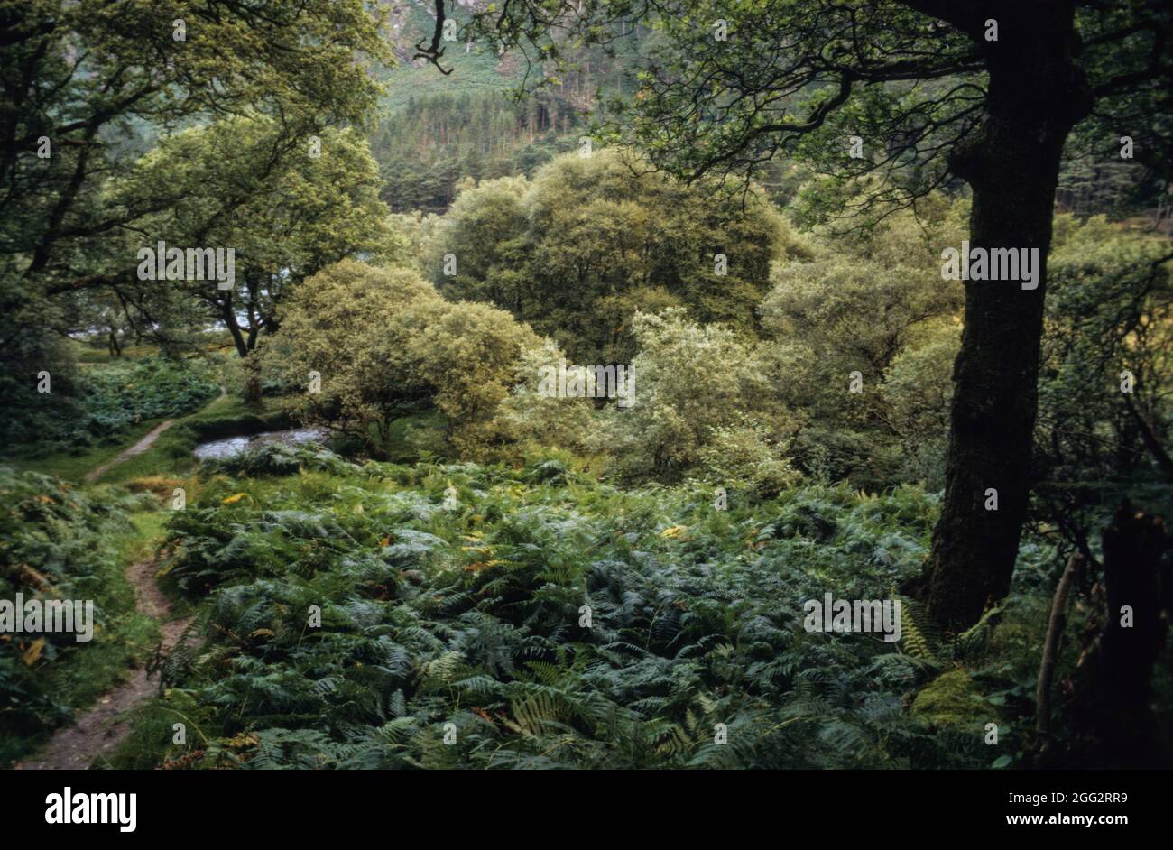 The mystic woods in the valley of Glendalough in the evening along the ...