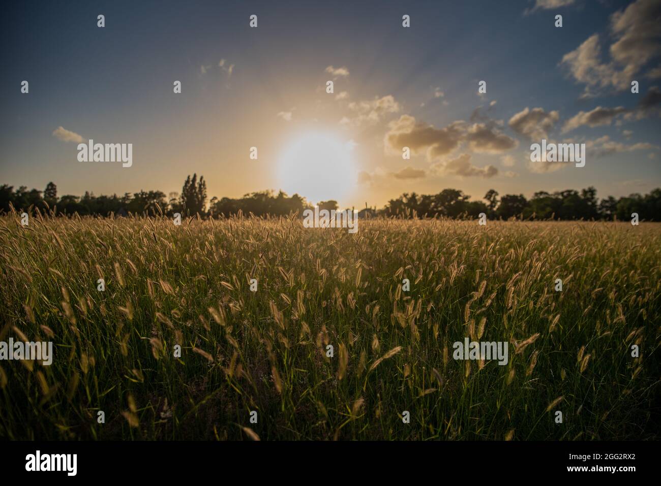 Sunset over a field of grass in English countryside in summer in the ...