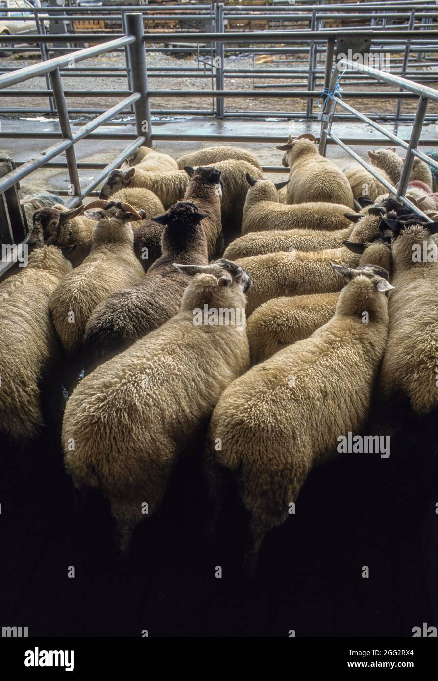Sheep at the weekly livestock auction at Maam Cross Mart one of the ...