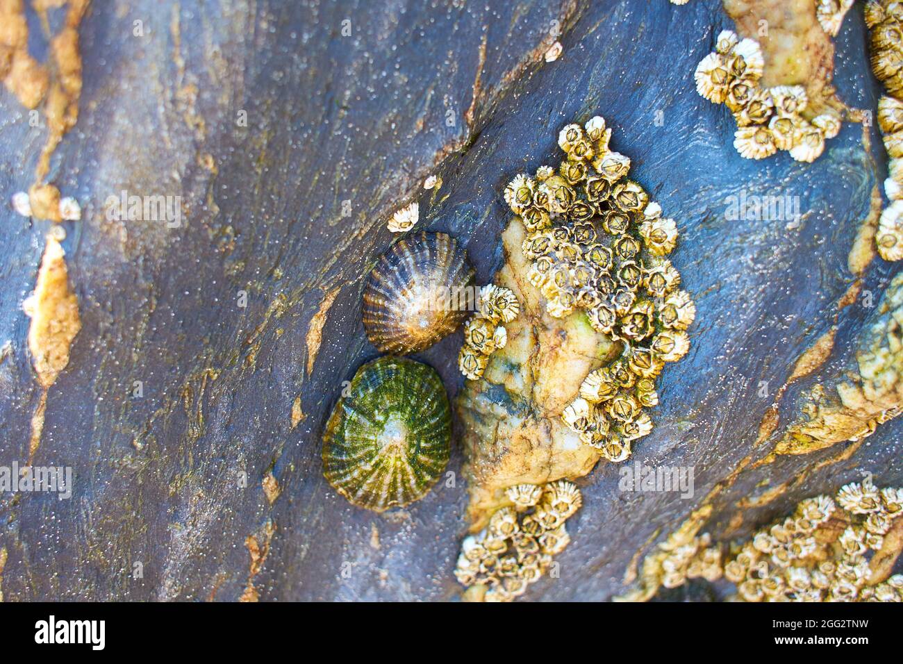 A closeup of seashells on a rock at a beach during low tide Stock Photo ...