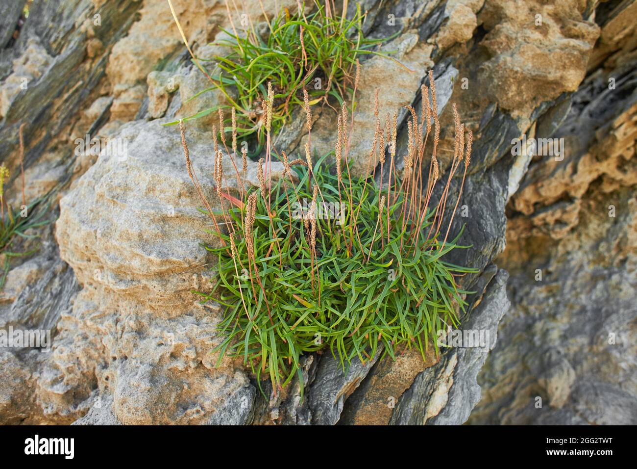 Wild Flowers grow in stone on sea beach Stock Photo - Alamy