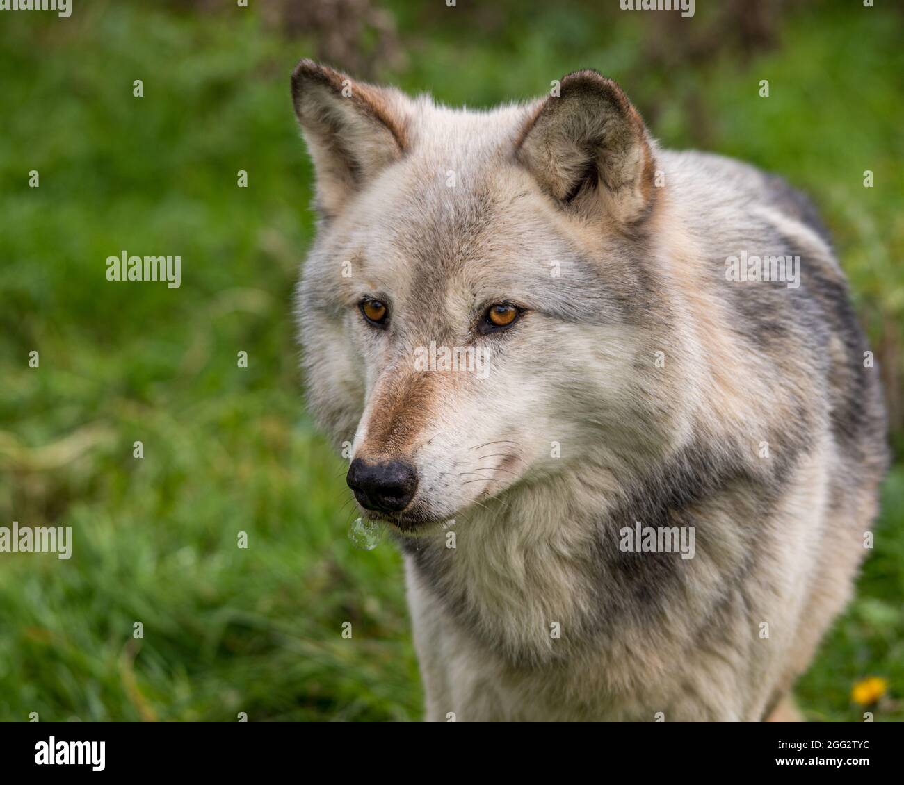 Grey wolf conservation yellowstone hi-res stock photography and images ...
