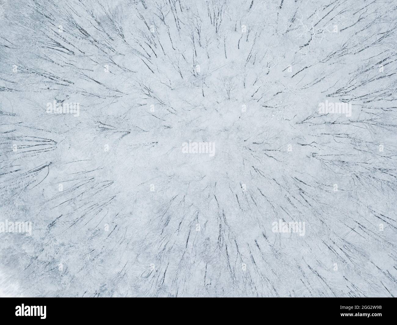 Flying down white snowy forest hi-res stock photography and images - Alamy