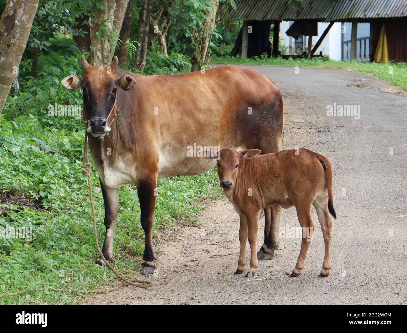Indian cow and calf looking at camera Stock Photo - Alamy