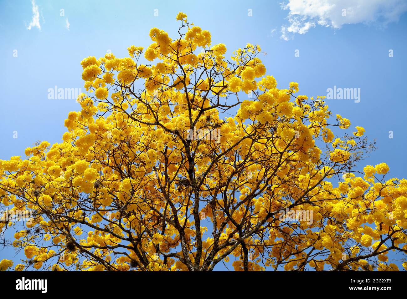 Bloom detail in yellow ipe tree with bright blue sky Stock Photo - Alamy