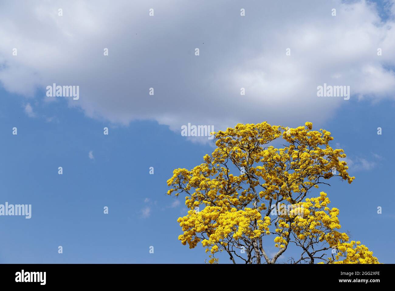 Bloom detail in yellow ipe tree with bright blue sky Stock Photo - Alamy