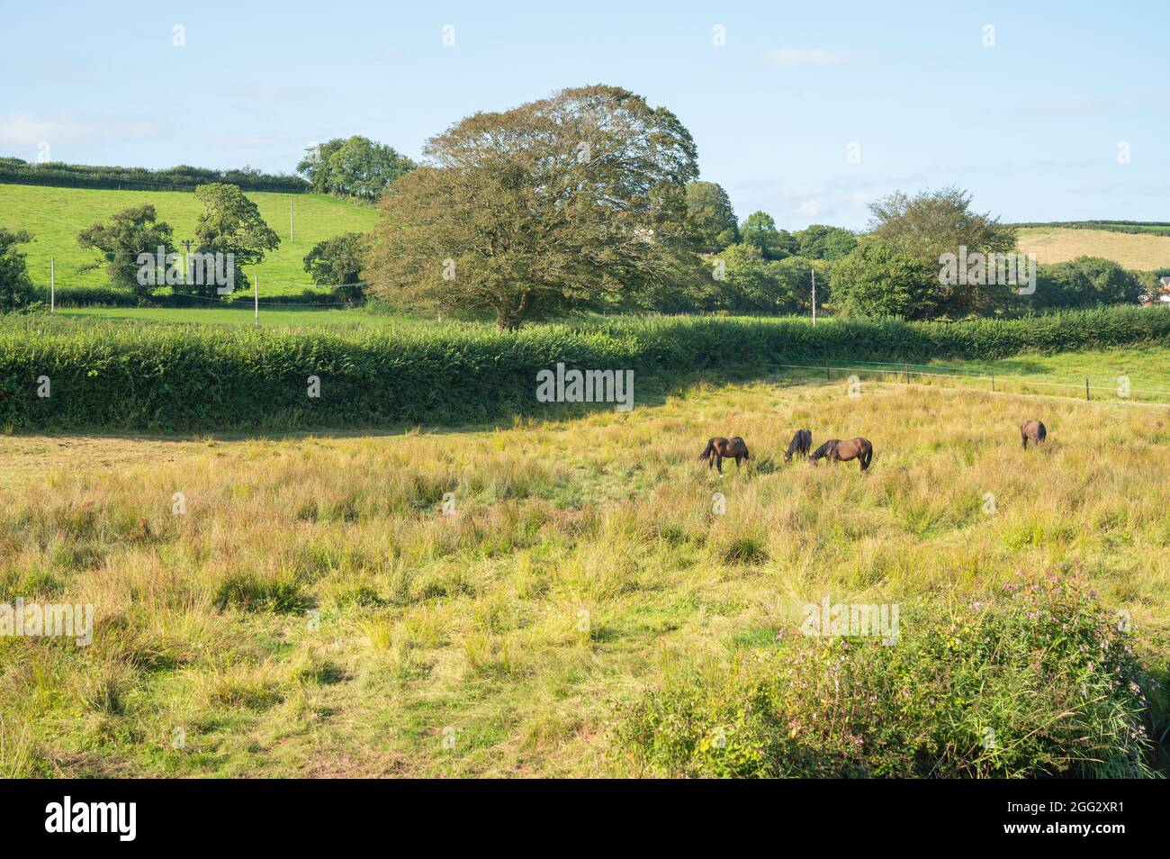 Horses grazing in soft rush meadow by river Stock Photo - Alamy