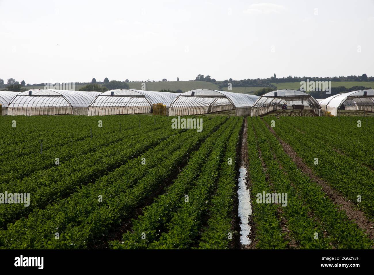 Growing crops by Intensive horticulture with irrigation near South ...