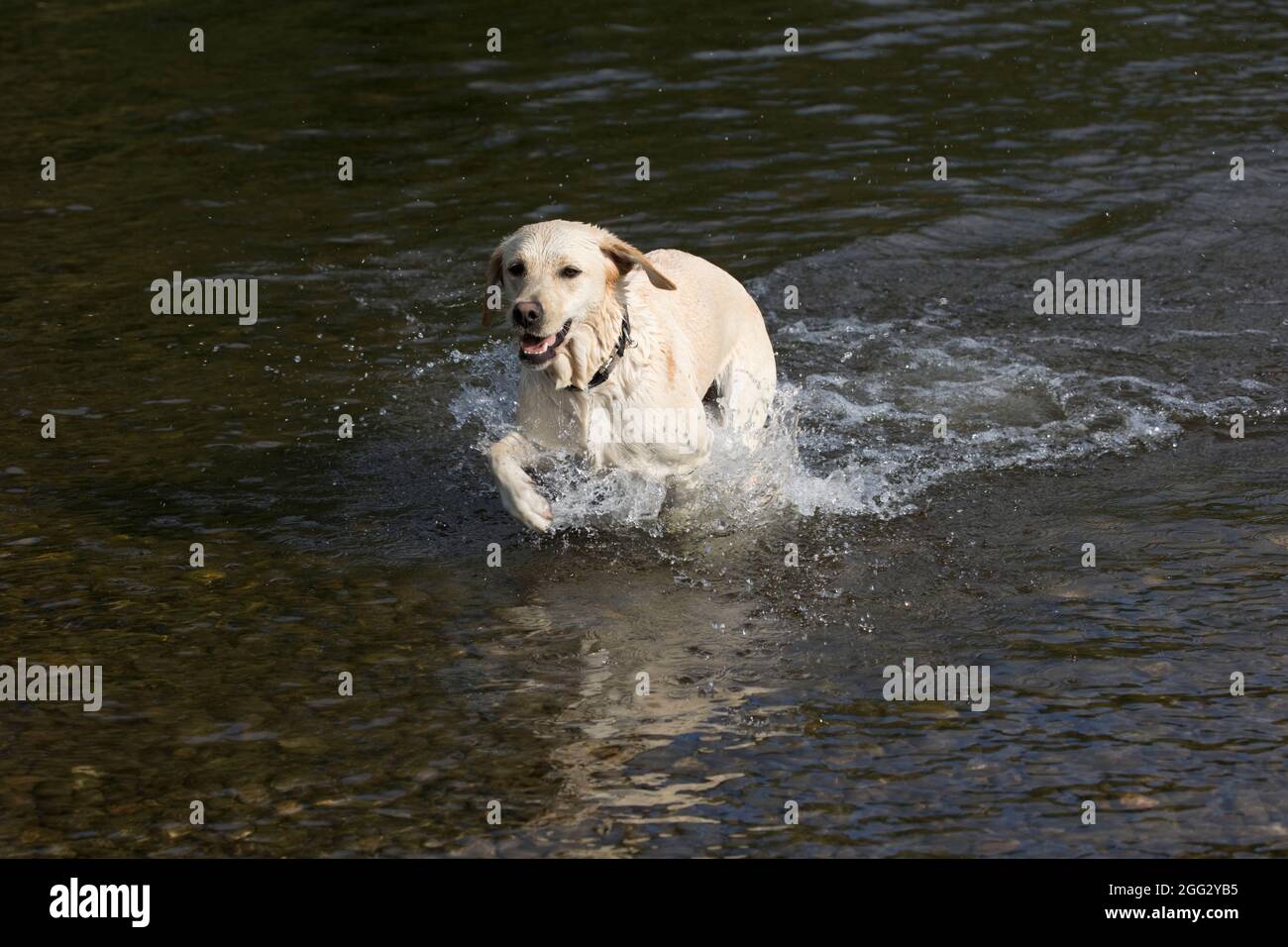 Yellow labrador dog emerging from River Wye in cloud of spray UK Stock ...