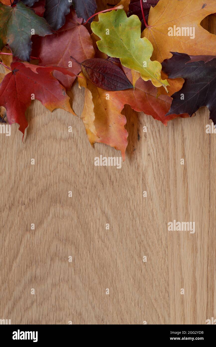 Autumn theme background with leaves over oak wood table with copy space ...