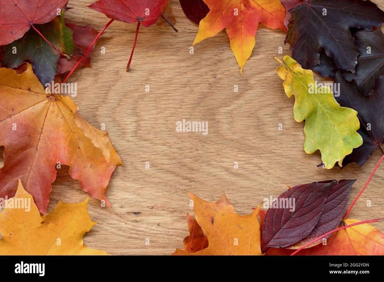 Autumn theme background with leaves over oak wood table with copy space ...