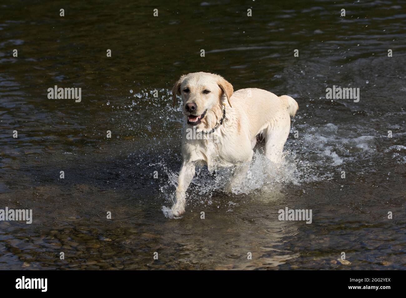 Yellow labrador dog emerging from River Wye in cloud of spray UK Stock ...