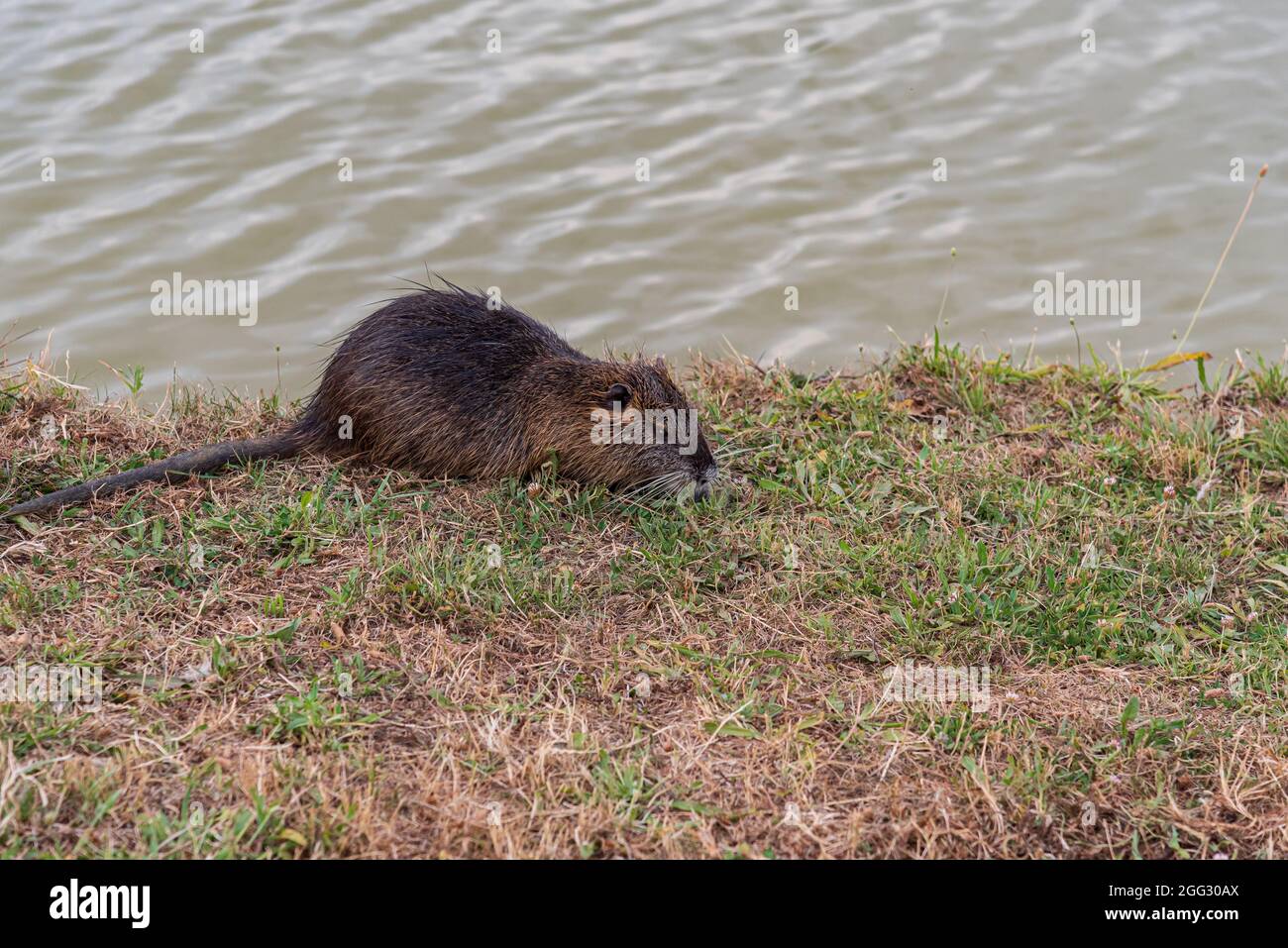 Myocastoridae rodent (Myocastor coypus), also called coipo, little ...