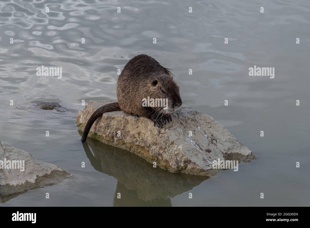 Myocastoridae rodent (Myocastor coypus), also called coipo, little ...