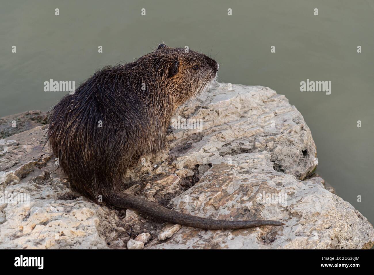 Coipo nutria myocastor coypus swimming hi-res stock photography and ...