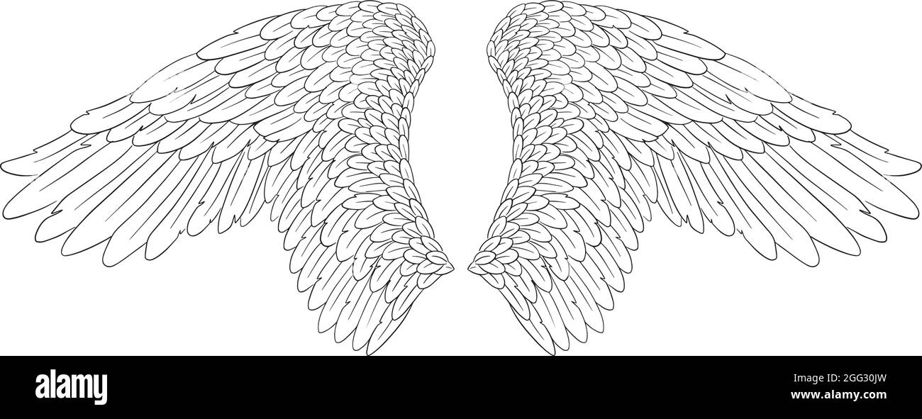 Angel Feather Wings Vector Illustration Stock Vector Image & Art - Alamy