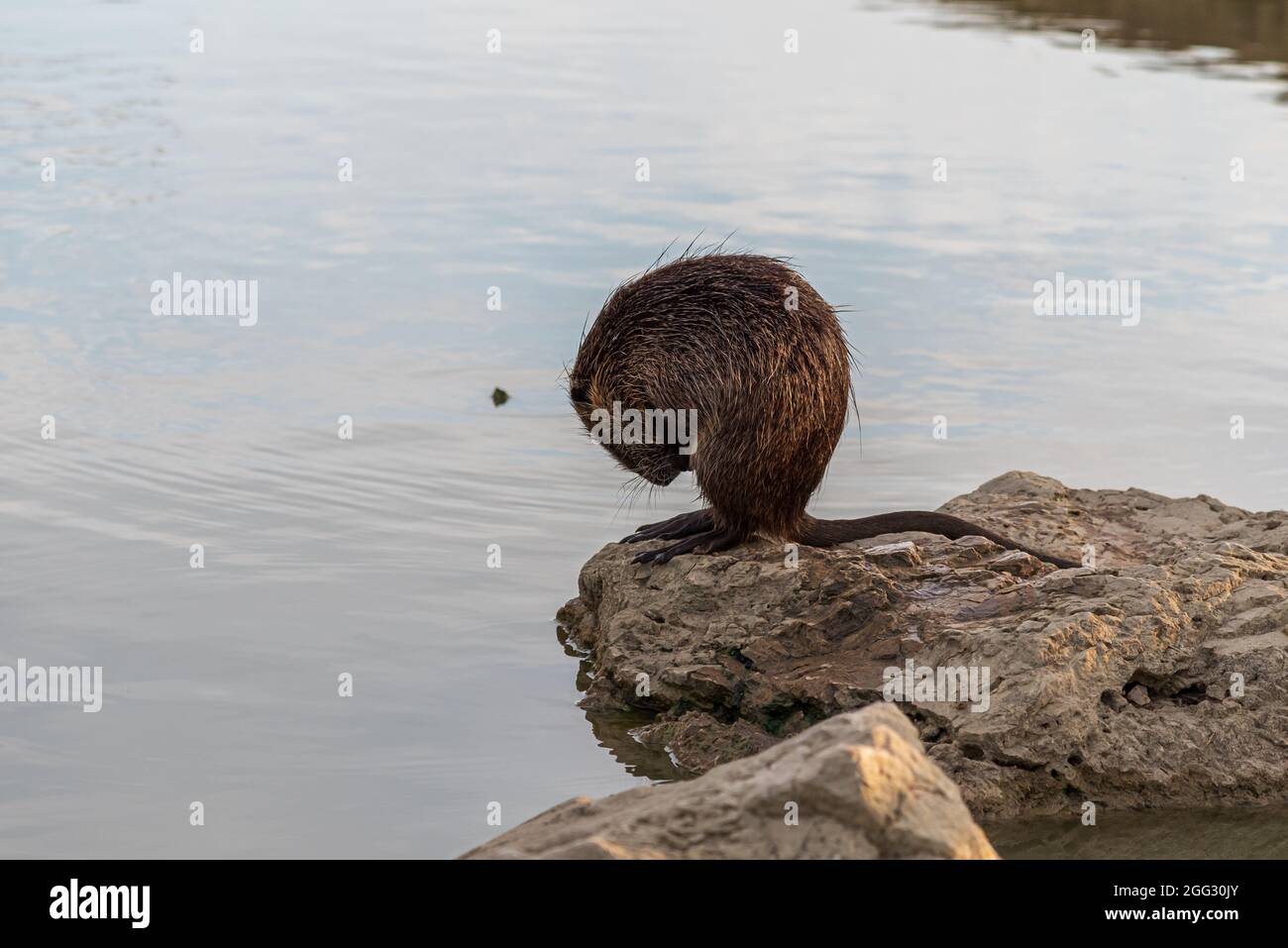 Coipo nutria myocastor coypus swimming hi-res stock photography and ...