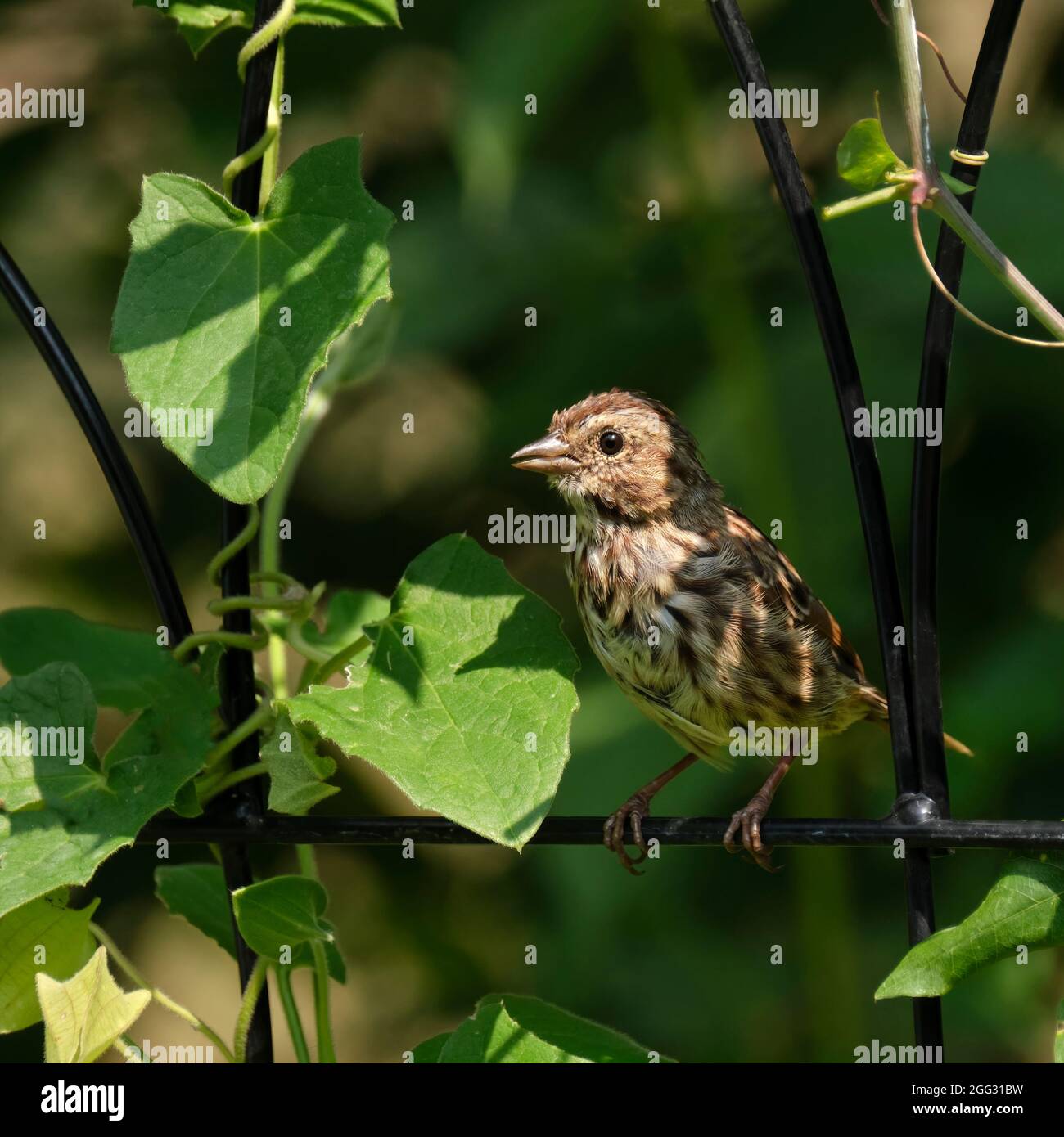 His eye is on the sparrow hi-res stock photography and images - Alamy
