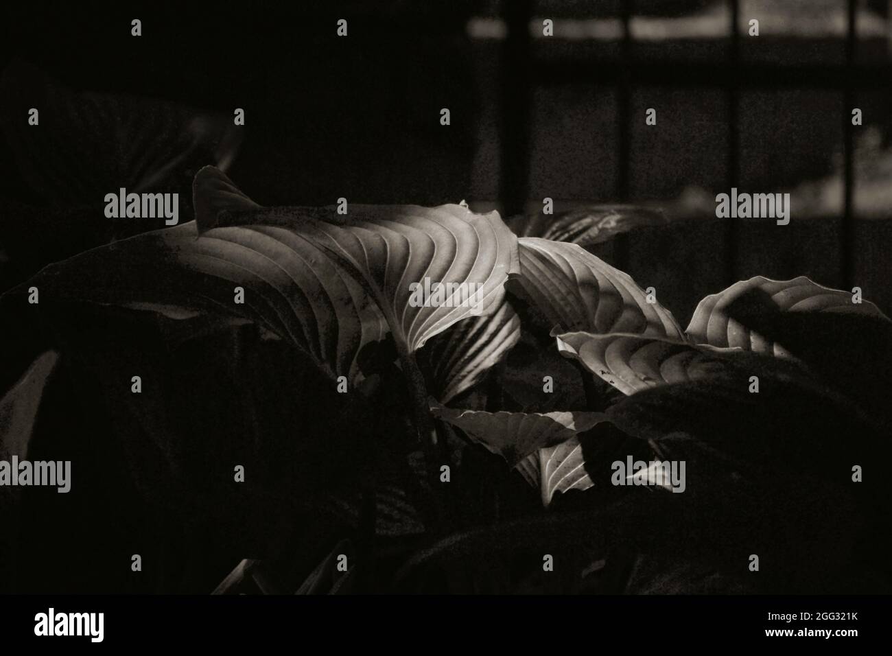 Hosta, perennials with root system consisting of threadlike roots ...