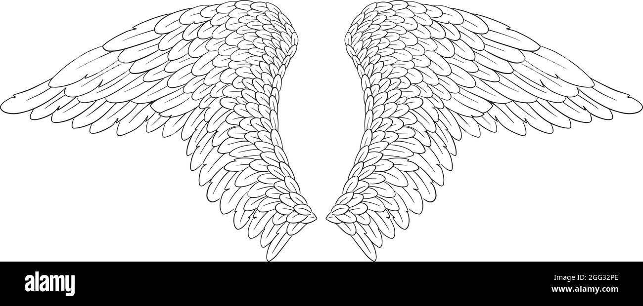 Angel Feather Wings Vector Illustration Stock Vector Image & Art - Alamy