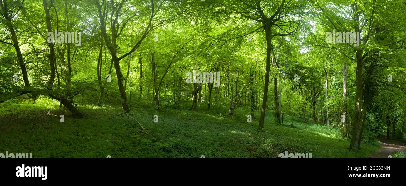 A wood of common beech trees (Fagus sylvatica) beside the South Downs ...