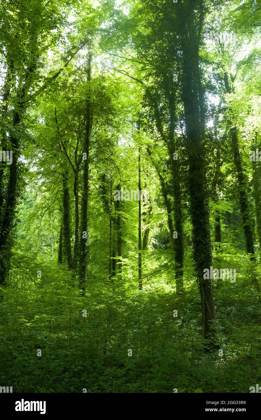 A wood of common beech trees (Fagus sylvatica) beside the South Downs ...