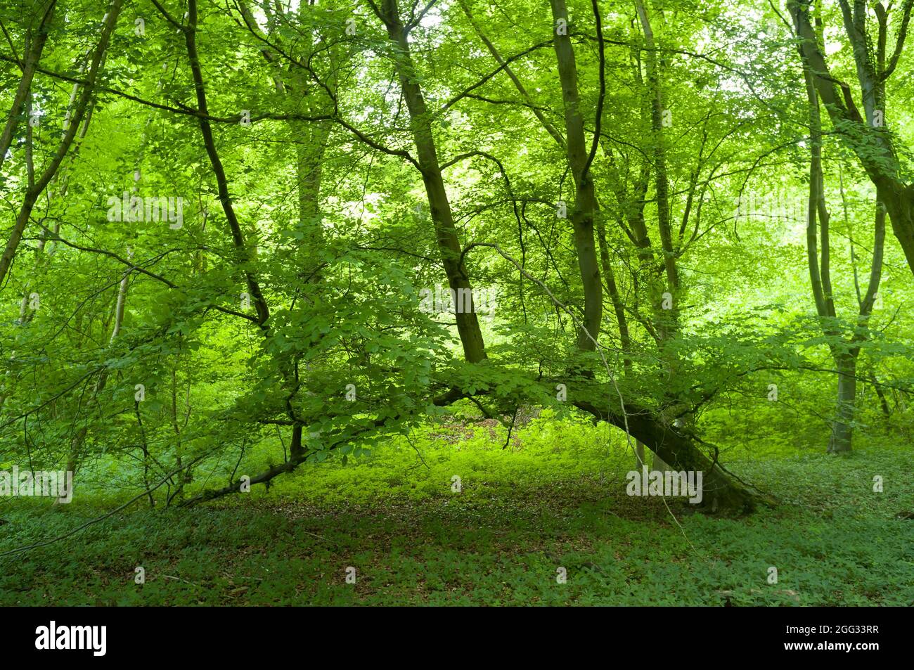 A wood of common beech trees (Fagus sylvatica) beside the South Downs ...
