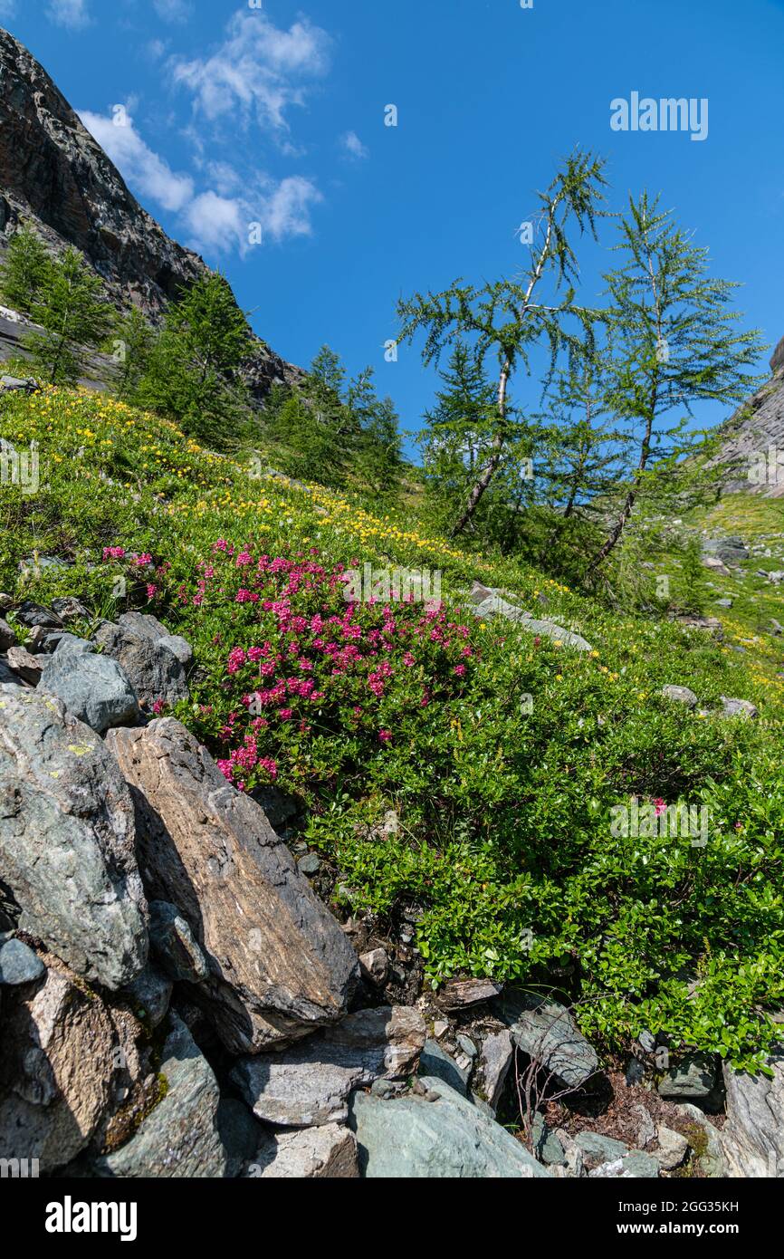 Alpine mountain azalea in Hohe tauern national Park, Almrausch ...