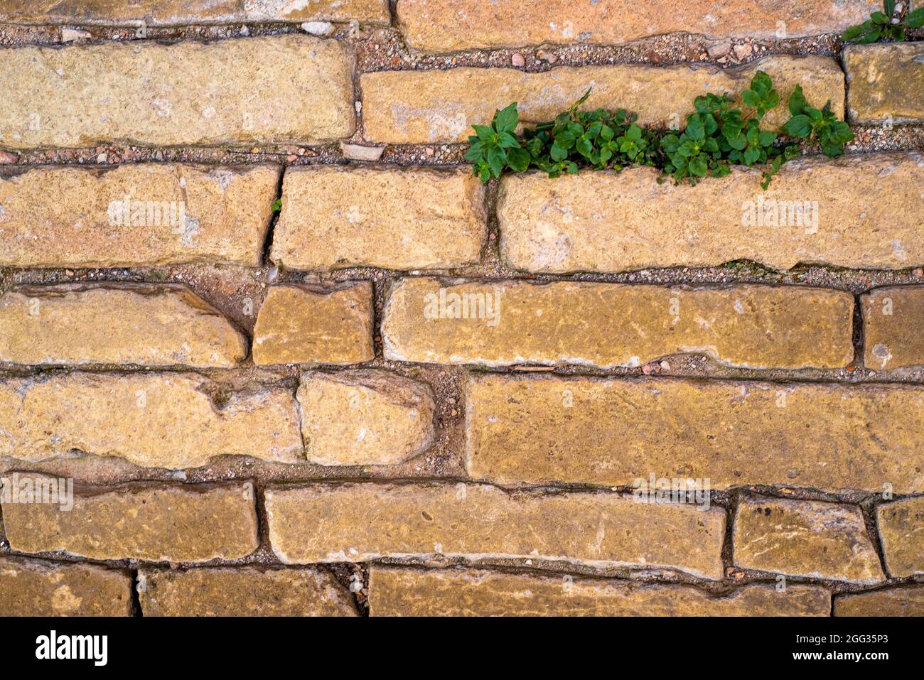 green grass growing between the cracks in the red brick of the ...