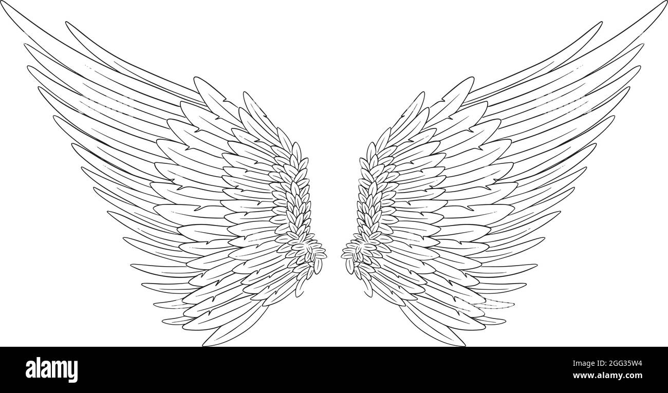Angel Feather Wings Vector Illustration Stock Vector Image & Art - Alamy