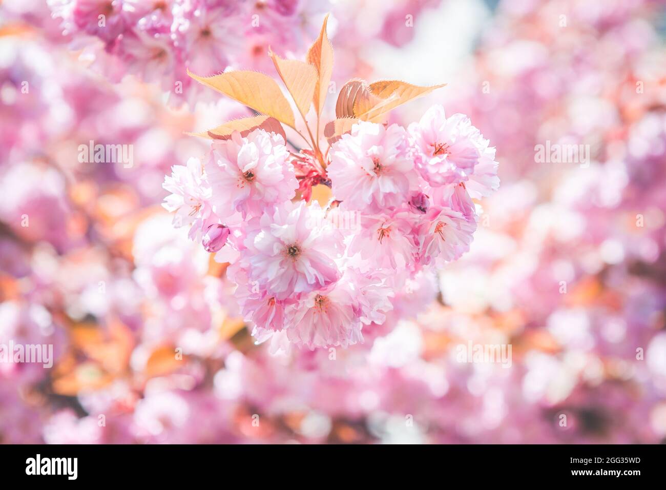 Flowers blossoming on a sakura tree Stock Photo - Alamy