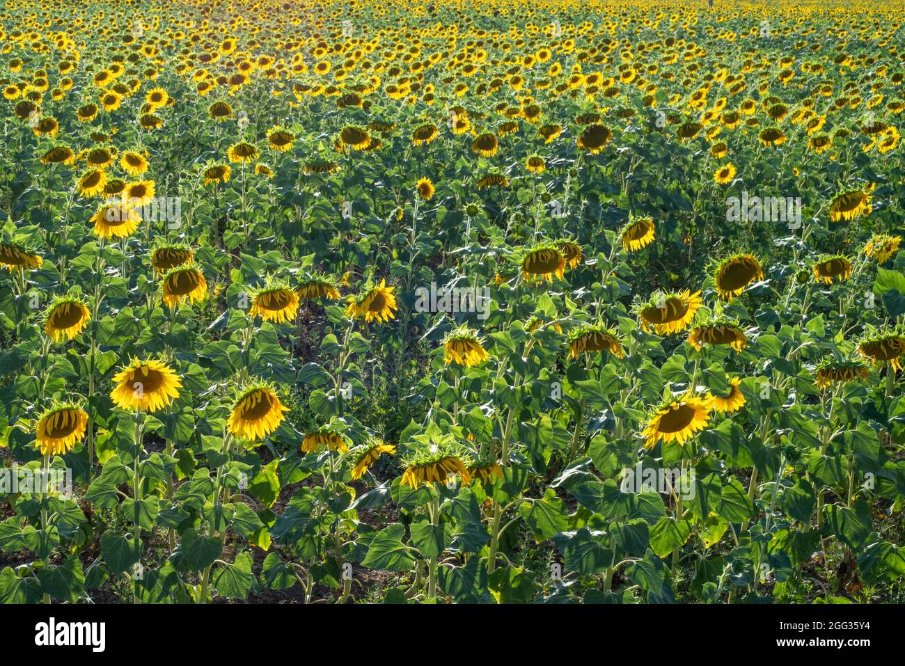 Field of withered sunflowers against the setting sun Stock Photo - Alamy
