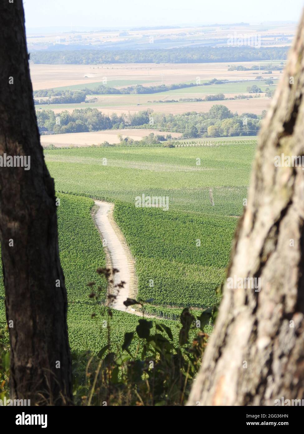 Vertical shot of a mesmerizing view of a pathway in the green field ...