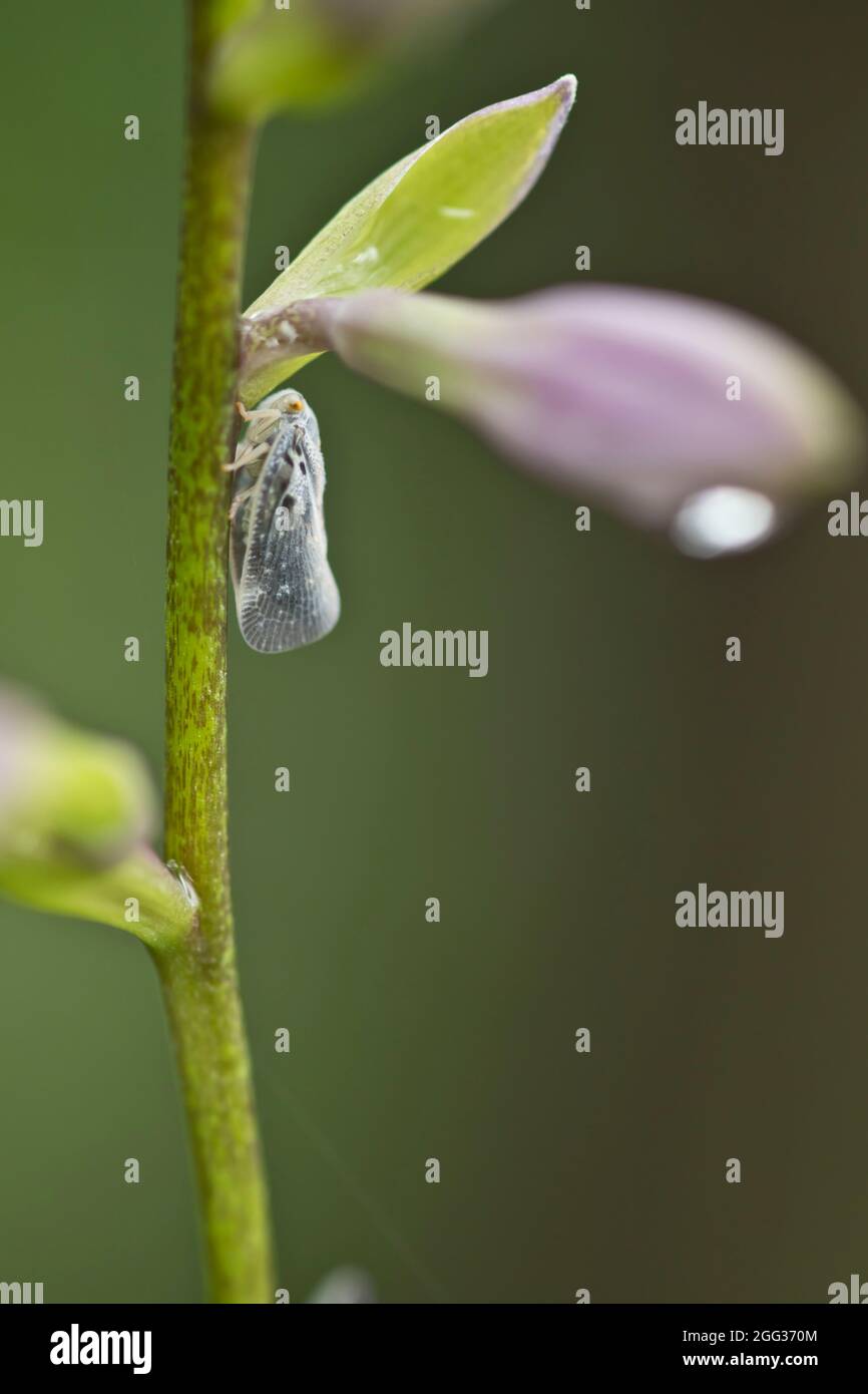 Planthopper insect on the stem of a Hosta plant Stock Photo - Alamy