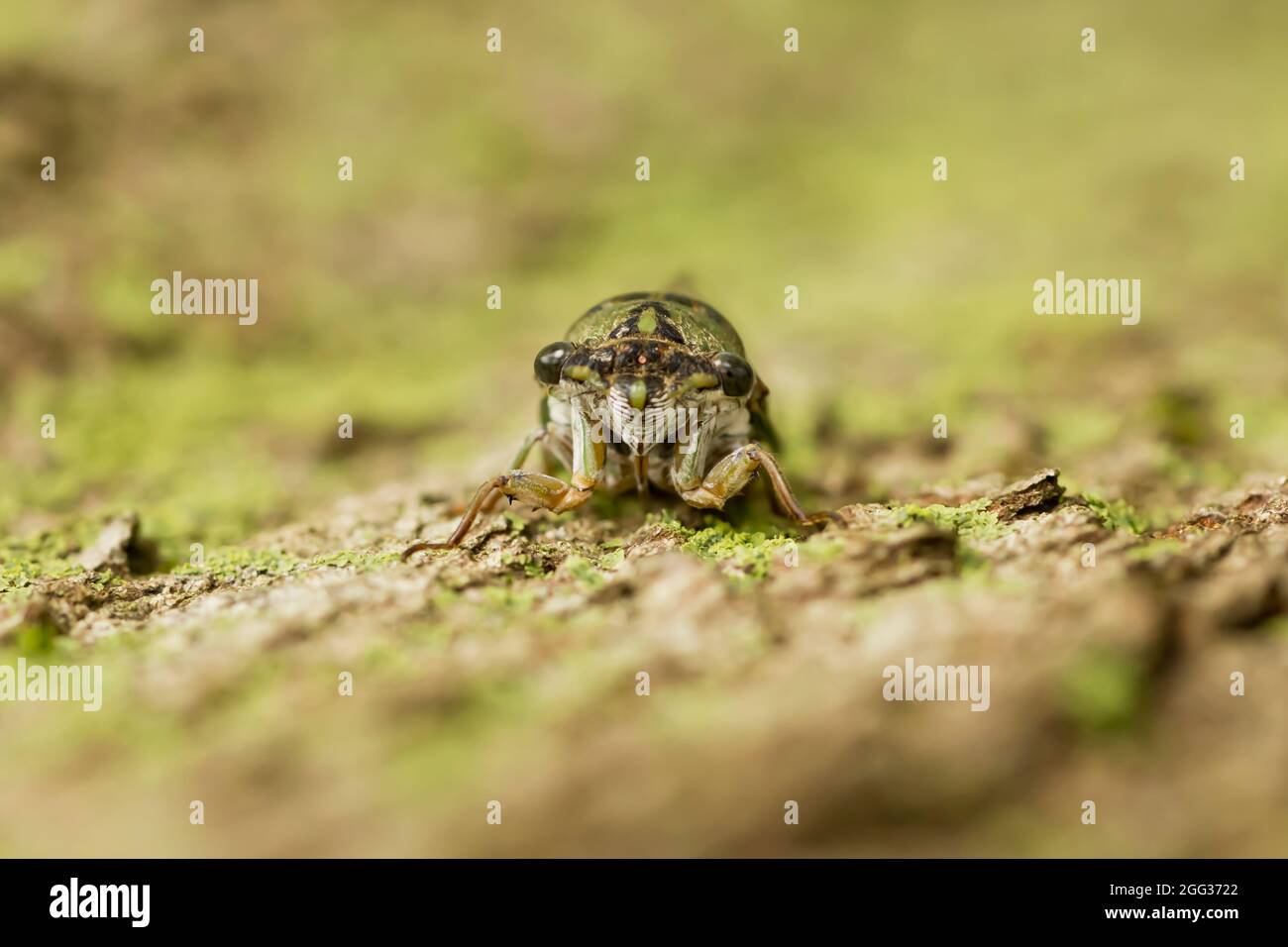 Cicada insect climbing up a tree closeup Stock Photo - Alamy