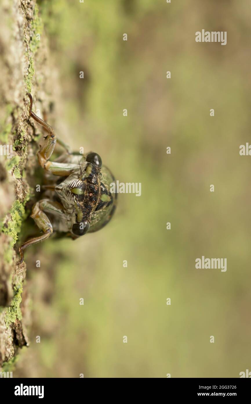Insect climbing hi-res stock photography and images - Alamy