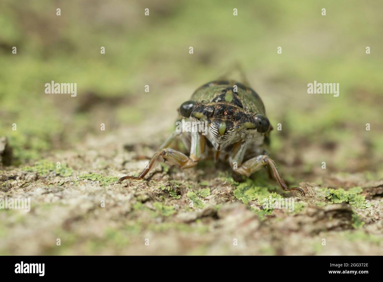 Cicada insect climbing up a tree closeup Stock Photo - Alamy