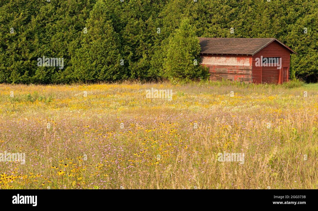 Flowery field in Northern Michigan and red barn Stock Photo - Alamy