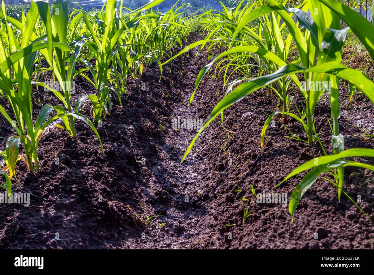 many corn plants are lined up in the fields trying to grow big Stock ...