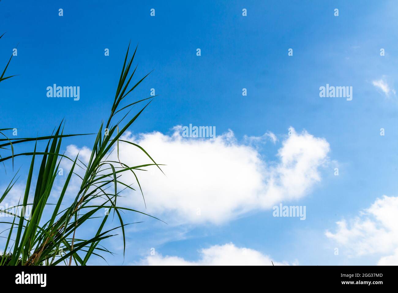 Napier grass hi-res stock photography and images - Alamy